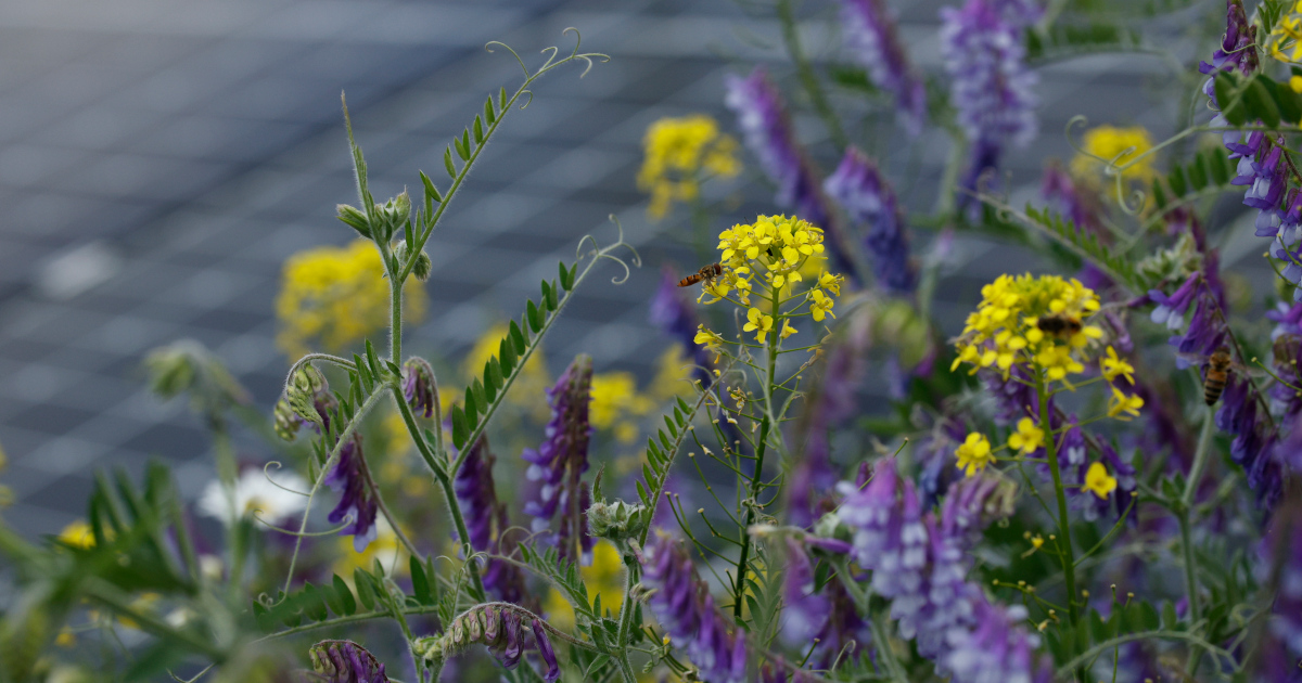 International Day for Biological Diversity: RWE explores biodiversity ...